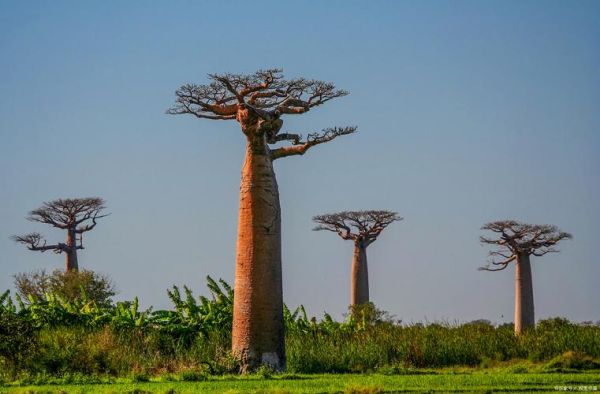 面包树原产自哪里_面包树原产地是哪个国家-第3张图片-山城妙识 面包树原产自哪里_面包树原产地是哪个国家-第3张图片-山城妙识
