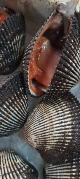 血螺怎么吃_血螺的营养价值-第2张图片-山城妙识 血螺怎么吃_血螺的营养价值-第2张图片-山城妙识