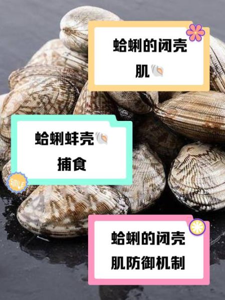 蛤蜊怎么读_蛤蜊读ga还是ge-第2张图片-山城妙识 蛤蜊怎么读_蛤蜊读ga还是ge-第2张图片-山城妙识