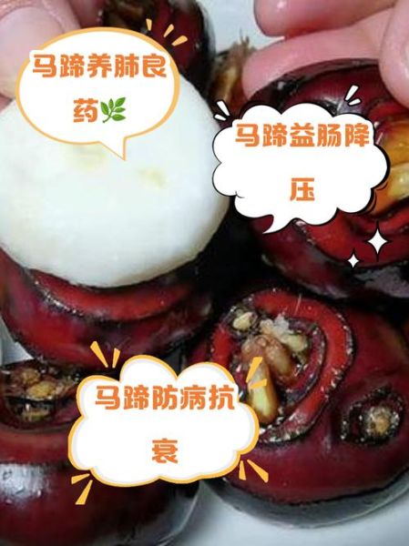 马蹄的功效与作用禁忌_孕妇能吃马蹄吗-第2张图片-山城妙识 马蹄的功效与作用禁忌_孕妇能吃马蹄吗-第2张图片-山城妙识
