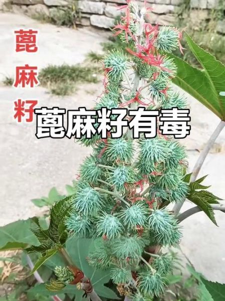 蓖麻种子能吃吗_蓖麻毒素中毒症状-第2张图片-山城妙识