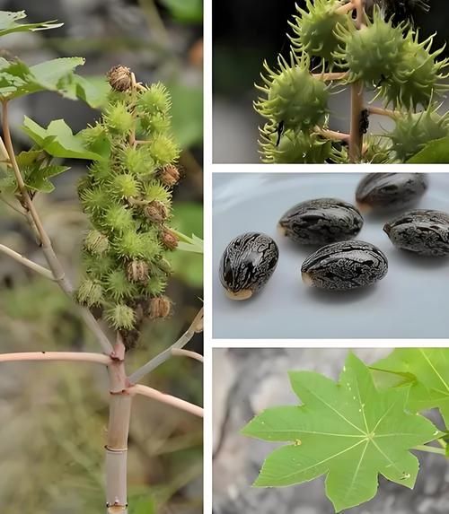 蓖麻种子能吃吗_蓖麻毒素中毒症状-第1张图片-山城妙识
