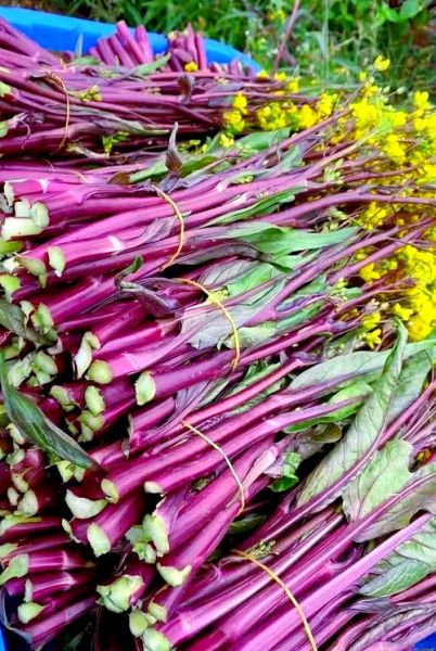 红油菜的功效与作用_红油菜怎么吃最营养-第2张图片-山城妙识