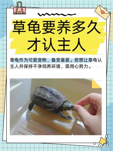 乌龟怎么养_乌龟寿命一般多少年-第2张图片-山城妙识