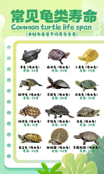 乌龟怎么养_乌龟寿命一般多少年-第1张图片-山城妙识