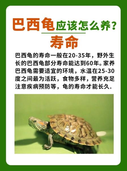 乌龟怎么养_乌龟寿命一般多少年-第3张图片-山城妙识