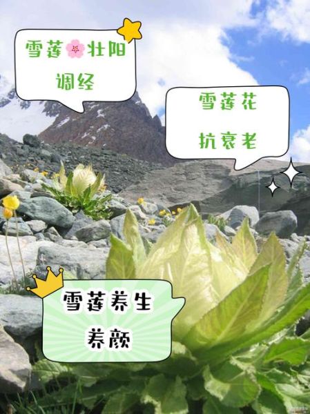 雪莲花的正确吃法_雪莲花有什么功效-第1张图片-山城妙识
