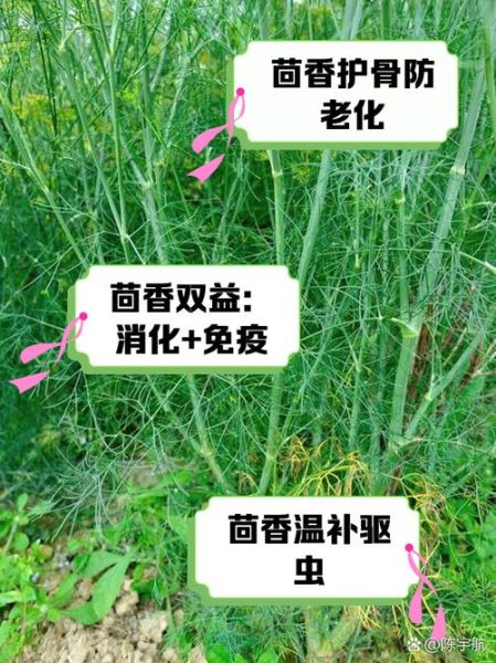 茴香的做法大全_茴香怎么做好吃-第3张图片-山城妙识 茴香的做法大全_茴香怎么做好吃-第3张图片-山城妙识