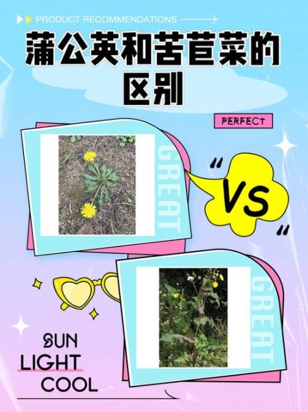 苦苣菜和蒲公英的区别_如何一眼分辨-第1张图片-山城妙识 苦苣菜和蒲公英的区别_如何一眼分辨-第1张图片-山城妙识