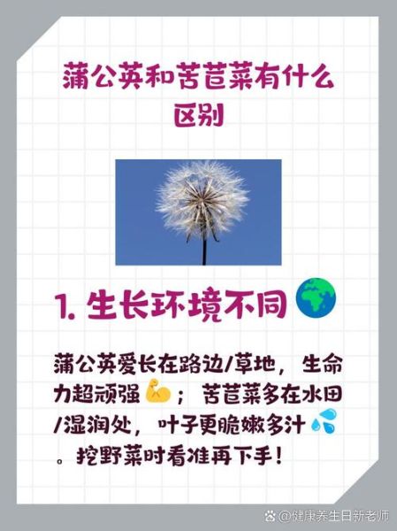 苦苣菜和蒲公英的区别_如何一眼分辨-第3张图片-山城妙识 苦苣菜和蒲公英的区别_如何一眼分辨-第3张图片-山城妙识