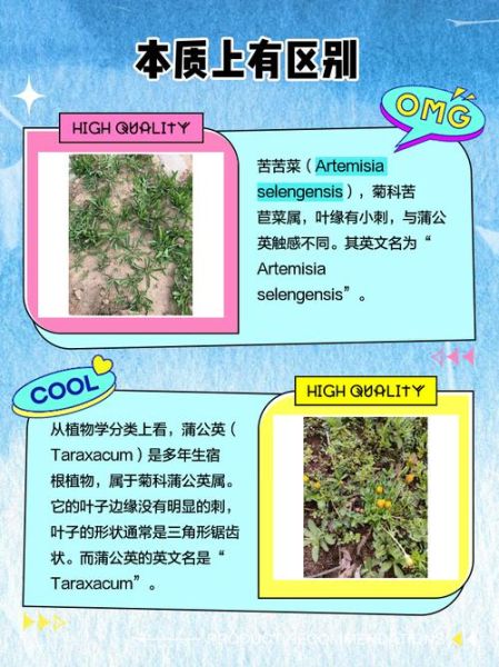 苦苣菜和蒲公英的区别_如何一眼分辨-第2张图片-山城妙识 苦苣菜和蒲公英的区别_如何一眼分辨-第2张图片-山城妙识