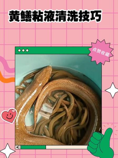 黄鳝怎么杀_黄鳝宰杀的正确步骤-第3张图片-山城妙识 黄鳝怎么杀_黄鳝宰杀的正确步骤-第3张图片-山城妙识