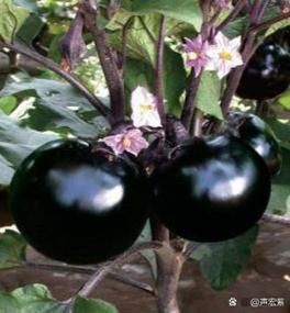 茄子拼音声调怎么写_茄子的声调是几声-第2张图片-山城妙识 茄子拼音声调怎么写_茄子的声调是几声-第2张图片-山城妙识