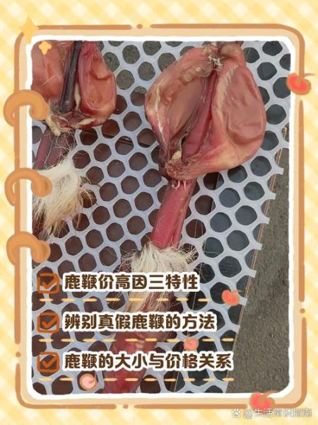 鹿鞭多少钱一根_正宗鹿鞭价格行情-第2张图片-山城妙识 鹿鞭多少钱一根_正宗鹿鞭价格行情-第2张图片-山城妙识