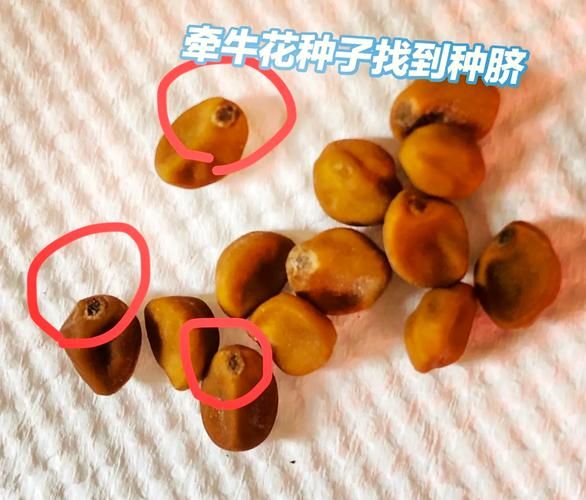 长春花种子长什么样_如何挑选优质种子-第1张图片-山城妙识 长春花种子长什么样_如何挑选优质种子-第1张图片-山城妙识