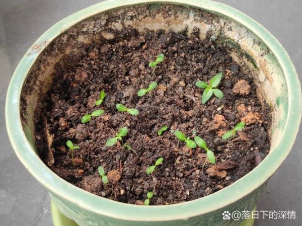 长春花种子长什么样_如何挑选优质种子-第3张图片-山城妙识 长春花种子长什么样_如何挑选优质种子-第3张图片-山城妙识