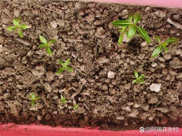 长春花种子长什么样_如何挑选优质种子-第2张图片-山城妙识 长春花种子长什么样_如何挑选优质种子-第2张图片-山城妙识