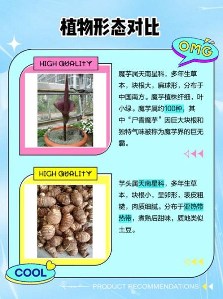 蒟蒻是什么东西_蒟蒻和魔芋的区别-第1张图片-山城妙识 蒟蒻是什么东西_蒟蒻和魔芋的区别-第1张图片-山城妙识