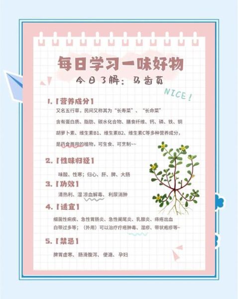 马齿菜的功效与禁忌_马齿菜什么人不能吃-第1张图片-山城妙识 马齿菜的功效与禁忌_马齿菜什么人不能吃-第1张图片-山城妙识