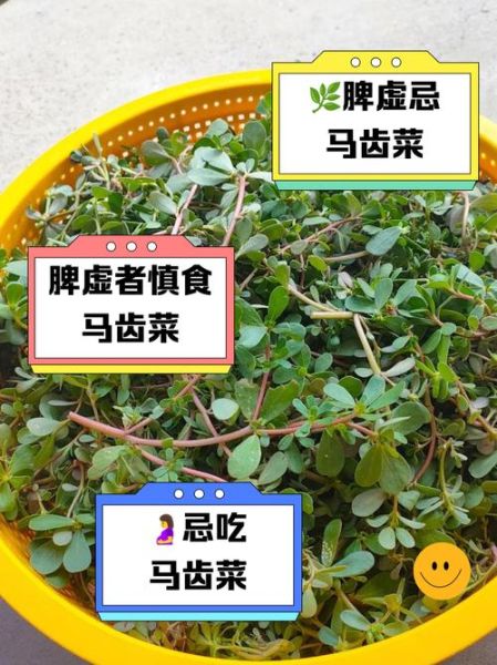 马齿菜的功效与禁忌_马齿菜什么人不能吃-第2张图片-山城妙识 马齿菜的功效与禁忌_马齿菜什么人不能吃-第2张图片-山城妙识