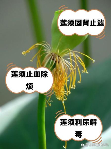 莲须的功效与作用_莲须泡水喝的禁忌-第1张图片-山城妙识 莲须的功效与作用_莲须泡水喝的禁忌-第1张图片-山城妙识