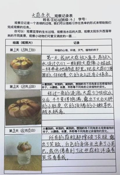 大蒜观察日记怎么写_大蒜几天发芽-第2张图片-山城妙识