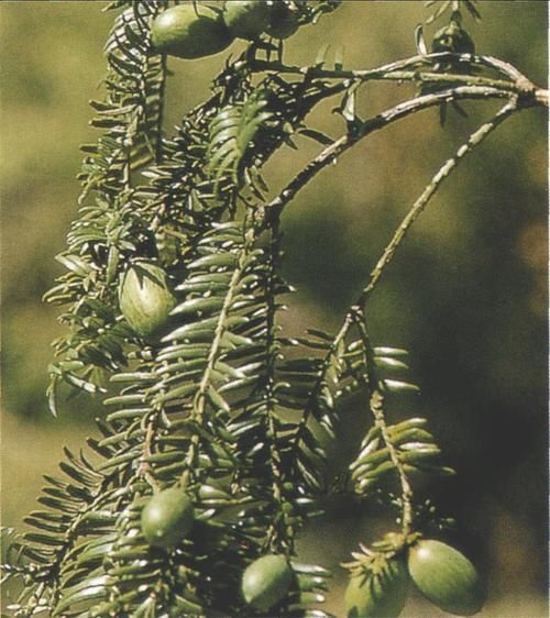 香榧树是什么树_香榧树几年结果-第1张图片-山城妙识