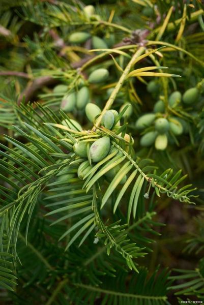 香榧树是什么树_香榧树几年结果-第3张图片-山城妙识