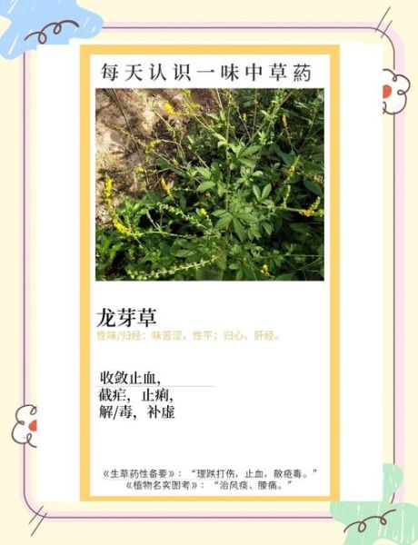 龙芽草的功效与作用_龙芽草怎么泡水喝-第1张图片-山城妙识 龙芽草的功效与作用_龙芽草怎么泡水喝-第1张图片-山城妙识