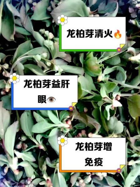 龙芽草的功效与作用_龙芽草怎么泡水喝-第3张图片-山城妙识 龙芽草的功效与作用_龙芽草怎么泡水喝-第3张图片-山城妙识
