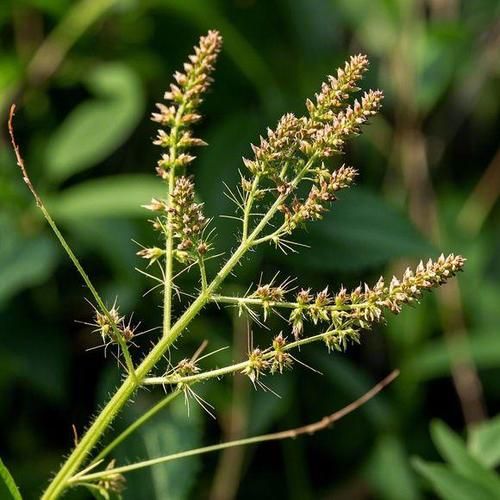 龙芽草的功效与作用_龙芽草怎么泡水喝-第2张图片-山城妙识 龙芽草的功效与作用_龙芽草怎么泡水喝-第2张图片-山城妙识