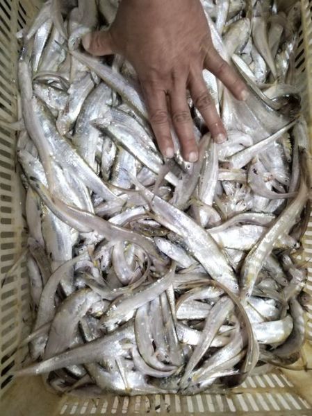 湖刀鱼多少钱一斤_湖刀鱼价格行情-第3张图片-山城妙识 湖刀鱼多少钱一斤_湖刀鱼价格行情-第3张图片-山城妙识