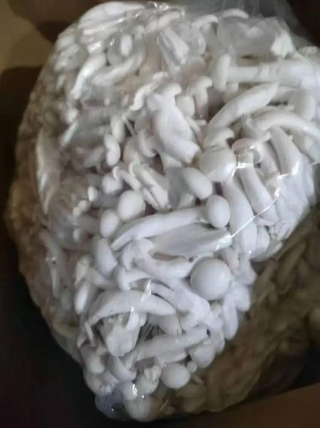 白玉菇图片大全_白玉菇和海鲜菇的区别-第3张图片-山城妙识