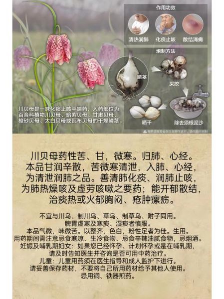 野生川贝母图片真假辨别_川贝母功效与作用禁忌-第2张图片-山城妙识