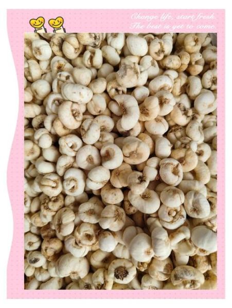 野生川贝母图片真假辨别_川贝母功效与作用禁忌-第3张图片-山城妙识