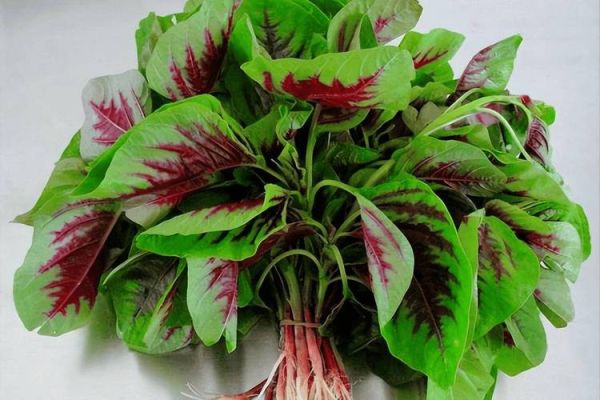 老人便秘吃什么好立刻见效_老人便秘吃什么最快排便-第3张图片-山城妙识