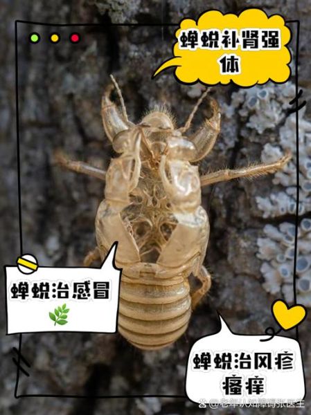 蝉蜕的功效与作用是什么_蝉蜕能治哪些病-第2张图片-山城妙识