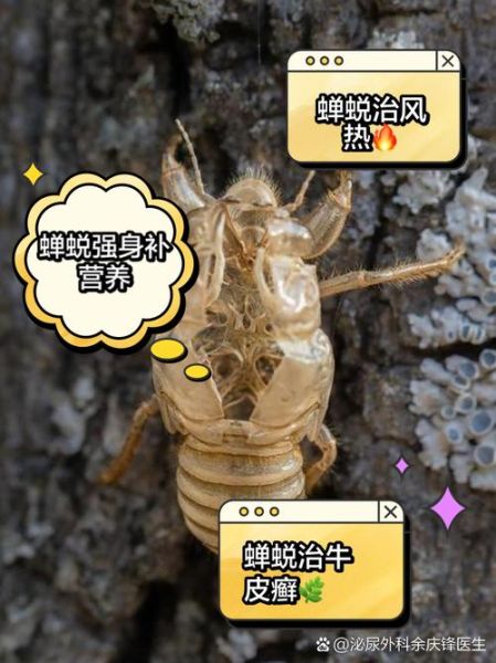 蝉蜕的功效与作用是什么_蝉蜕能治哪些病-第1张图片-山城妙识
