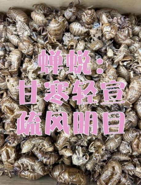 蝉蜕的功效与作用是什么_蝉蜕能治哪些病-第3张图片-山城妙识