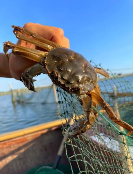 阳澄湖大闸蟹什么时候上市_最佳品尝月份-第2张图片-山城妙识