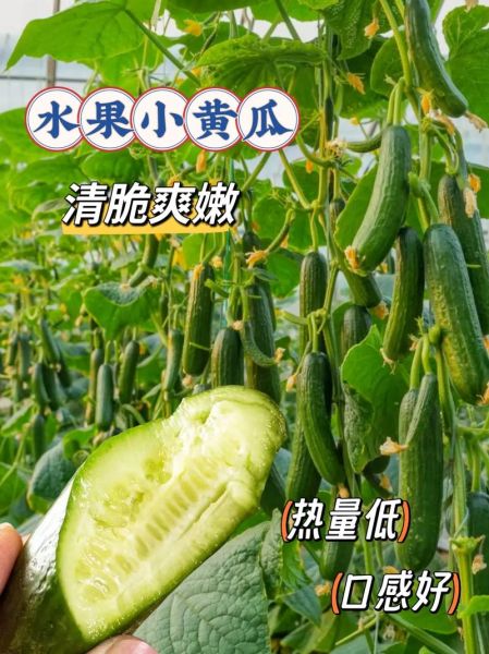 小青瓜怎么挑选_小青瓜怎么吃最好-第2张图片-山城妙识