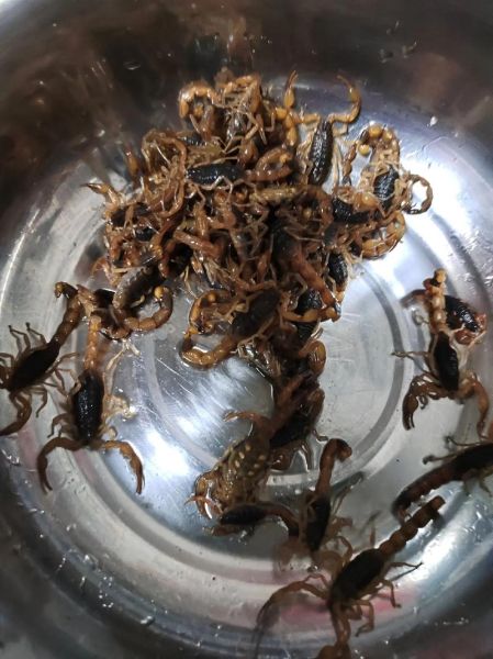 蝎子吃什么长得快_蝎子吃什么食物长得快-第3张图片-山城妙识