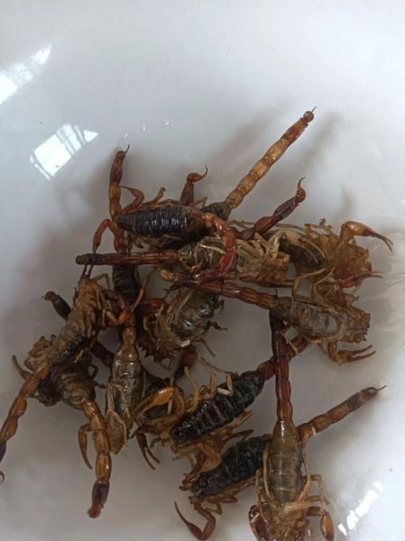 蝎子吃什么长得快_蝎子吃什么食物长得快-第2张图片-山城妙识