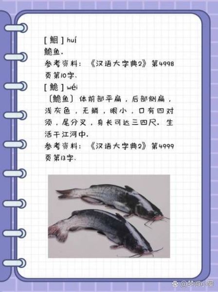 鮠怎么读_鮠鱼是什么鱼-第1张图片-山城妙识 鮠怎么读_鮠鱼是什么鱼-第1张图片-山城妙识