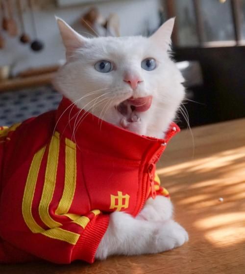 酥饼大人微博怎么关注_酥饼大人微博更新频率-第1张图片-山城妙识