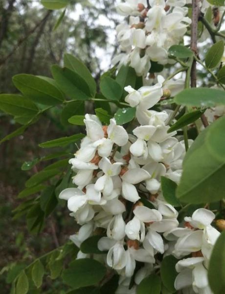 枣花蜂蜜好还是槐花蜂蜜好_哪个更适合你-第3张图片-山城妙识
