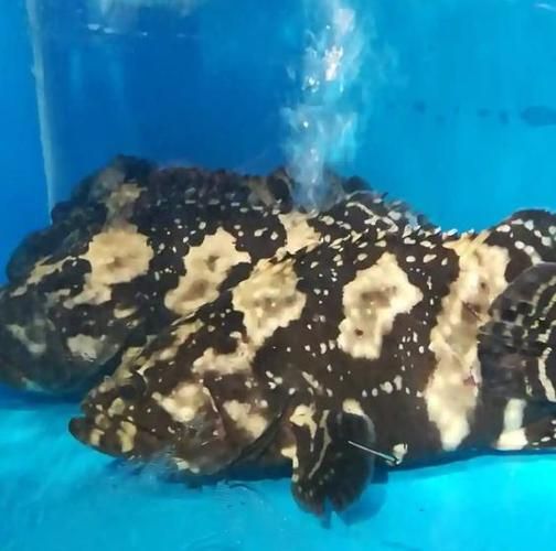 老虎斑是淡水还是海鱼_老虎斑属于什么鱼-第1张图片-山城妙识