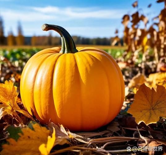 窝瓜和南瓜一样吗_窝瓜与南瓜的区别-第2张图片-山城妙识