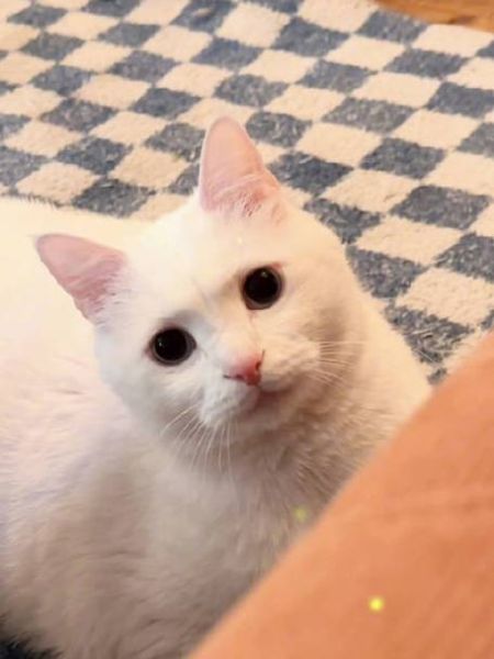 酥饼大人微博怎么关注_酥饼大人微博更新频率-第2张图片-山城妙识