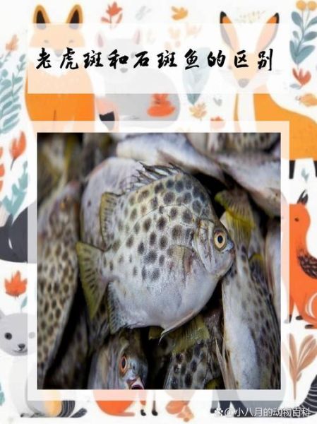 老虎斑是淡水还是海鱼_老虎斑属于什么鱼-第2张图片-山城妙识